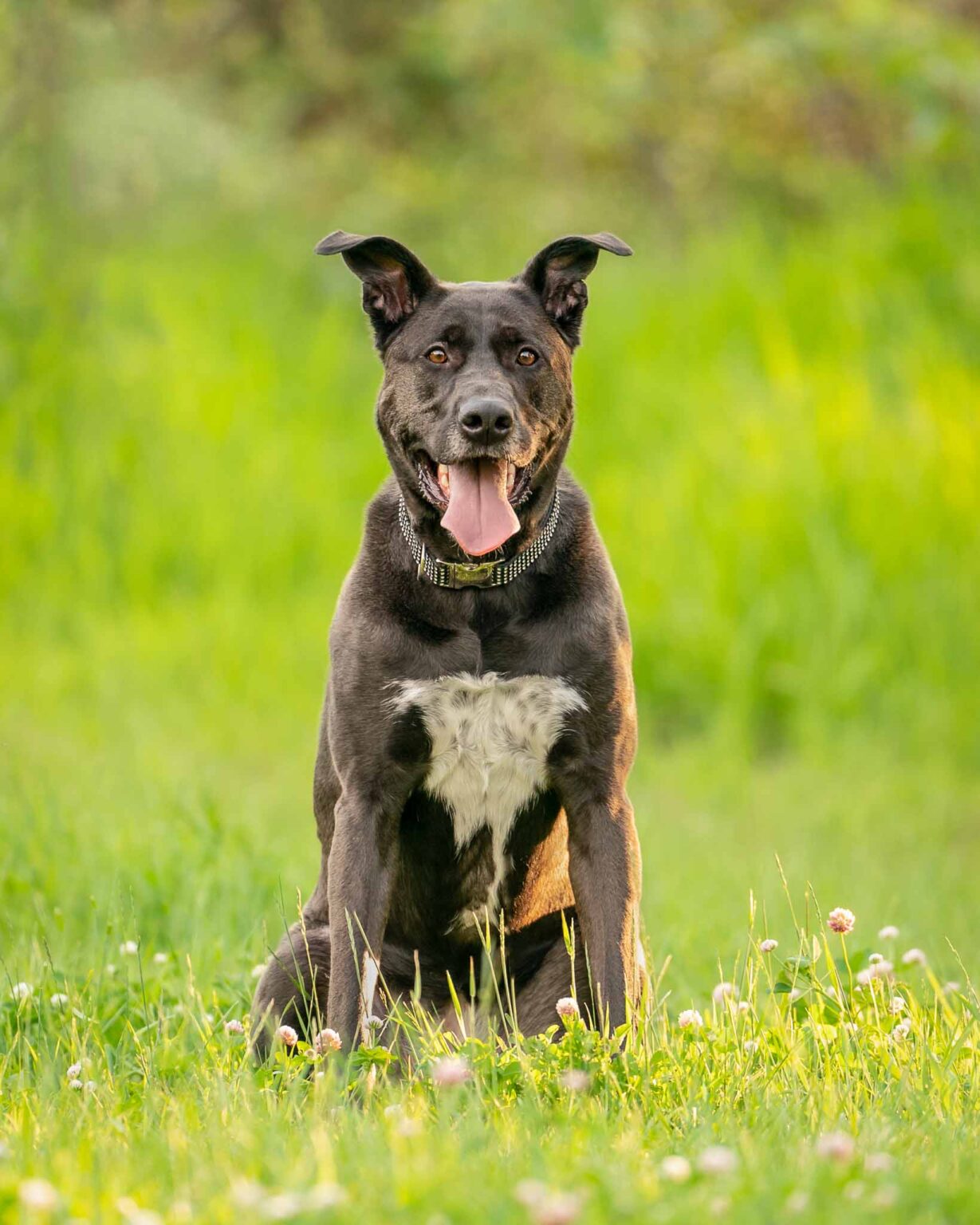5 Private Dog Parks in Calgary for Your Reactive Pup | Calgary Pet ...